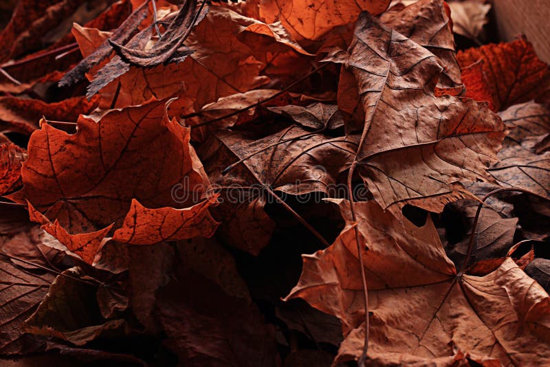 Texture fallen leaves stock photo. Image of fall, macro - 58345168