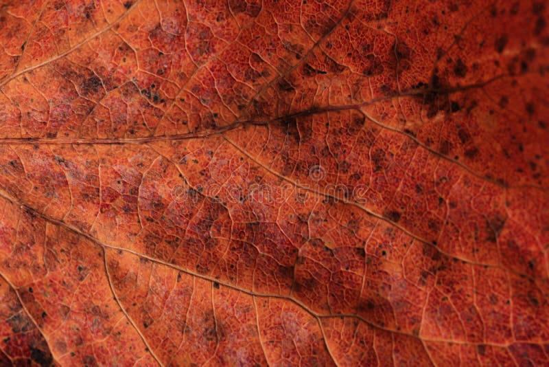 Texture fallen leaves stock photo. Image of bright, environment - 58664220