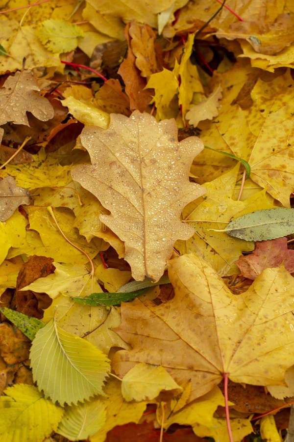 Texture of Fallen Leaves of Different Tree Species on the Ground. after ...