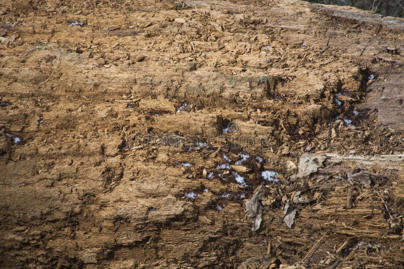 Texture on Fallen Tree in Forest Stock Image - Image of close, showing ...
