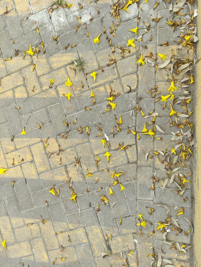 The Texture of Falling Dried Yellow Flowers is Suitable for ...