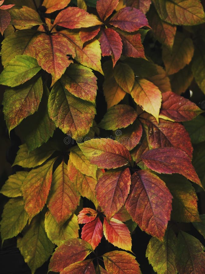 Texture of falling leaves. stock image. Image of decoration - 161117029