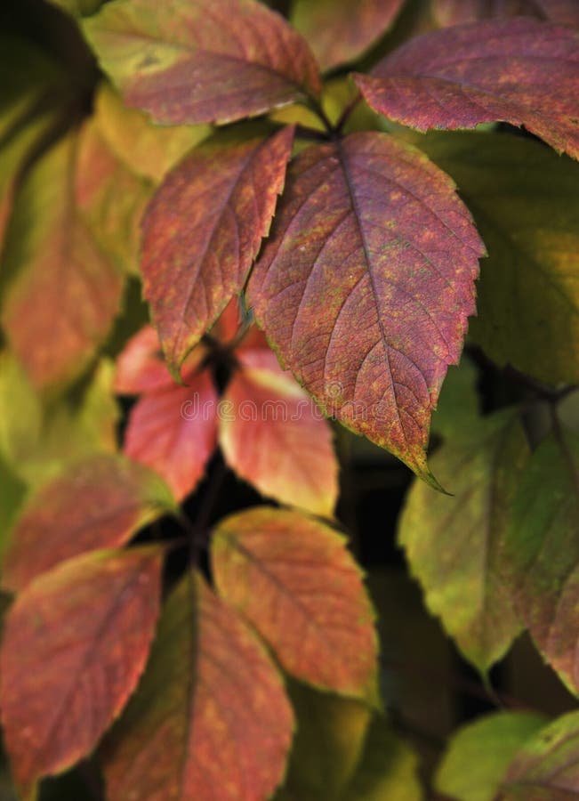 Texture of falling leaves. stock image. Image of nature - 161117255