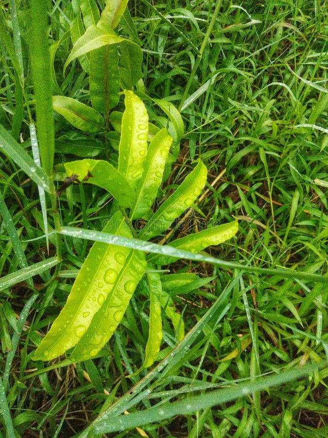 The Texture of the Fan Leaves Growing among the Green Grass in the ...