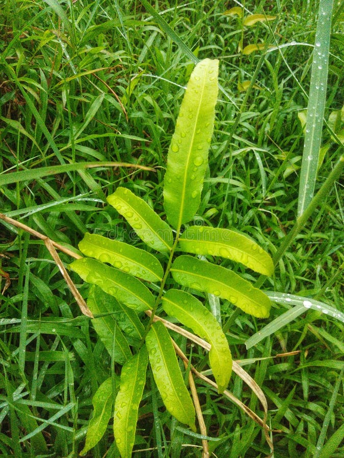 The Texture of the Fan Leaves Growing among the Green Grass in the ...