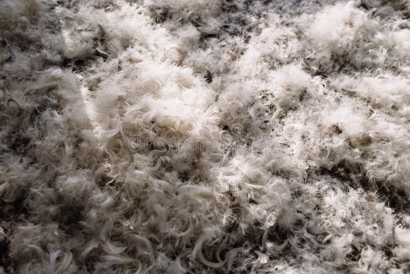 The Texture of the Feathers of a Swan Stock Image - Image of background ...