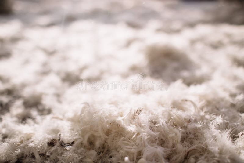 The Texture of the Feathers of a Swan Stock Photo - Image of downy ...
