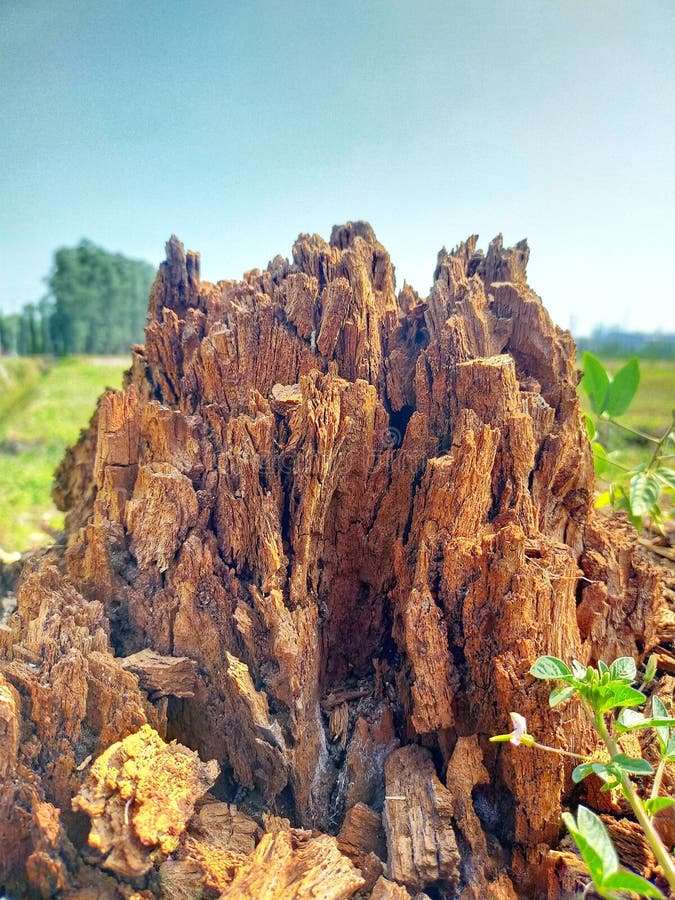The Texture of the Felled Tree Trunk Resembles a Cliff ? Stock Image ...