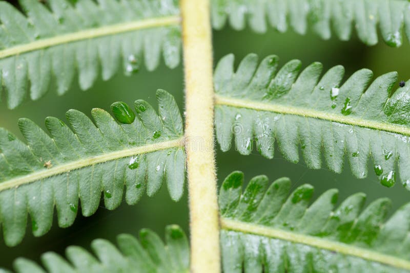 Texture of fern stock image. Image of forests, tree, light - 43356891