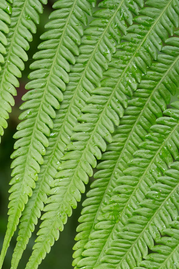 Fern texture stock image. Image of light, texture, flora - 52996067
