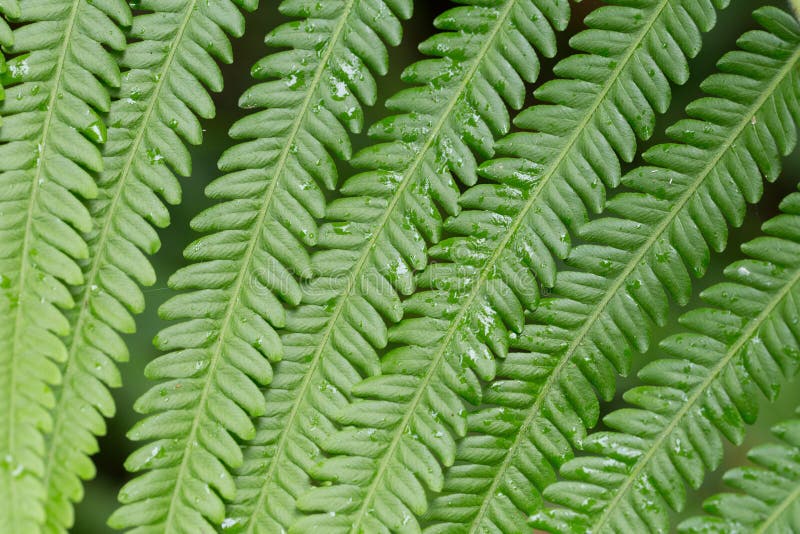 Fern texture stock image. Image of light, texture, flora - 52996067