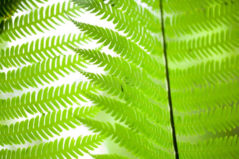 Fern texture stock image. Image of light, texture, flora - 52996067