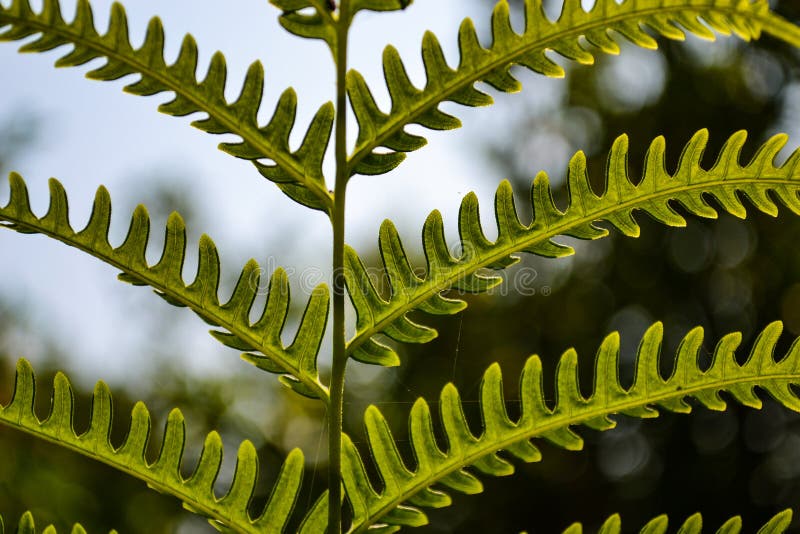 Texture of fern plant stock image. Image of flora, wallpaper - 173018281