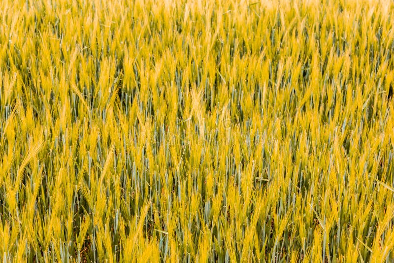 Fields of yellow wheat stock image. Image of landscape - 116576353