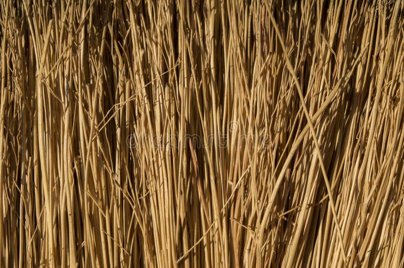 Texture of Fine Yellow Rods Lying Together in the Same Direction Stock ...