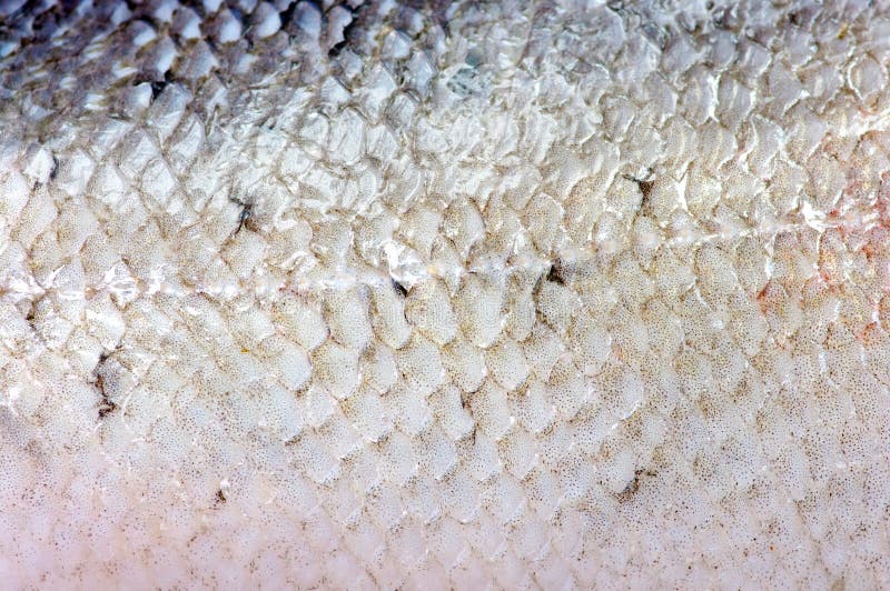 Fish scales texture #3 stock image. Image of abstract - 4614039