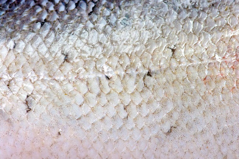 6,352 Fish Skin Texture Stock Photos - Free & Royalty-Free Stock Photos ...