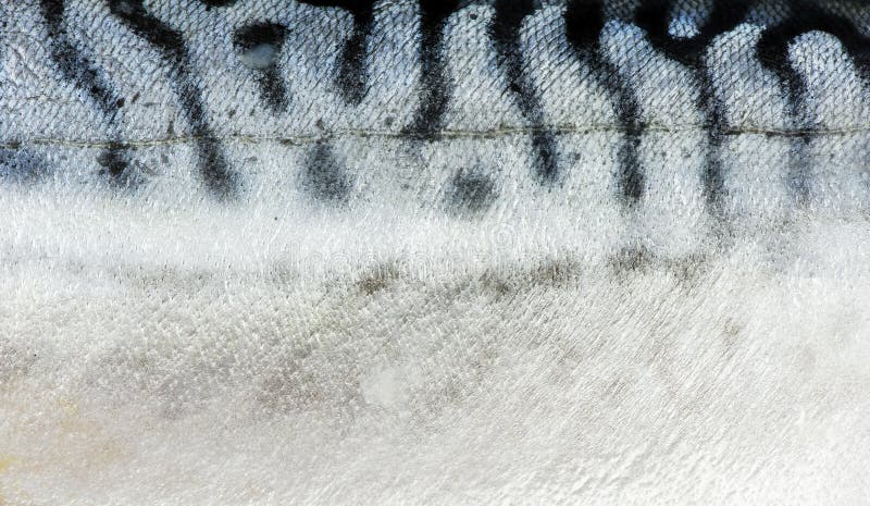 Texture fish mackerel stock photo. Image of healthy, scale - 84537334