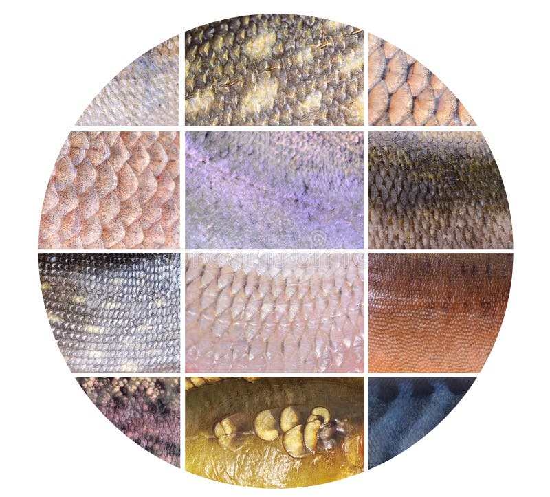 Scales Pike Natural Texture Stock Photos - Free & Royalty-Free Stock ...