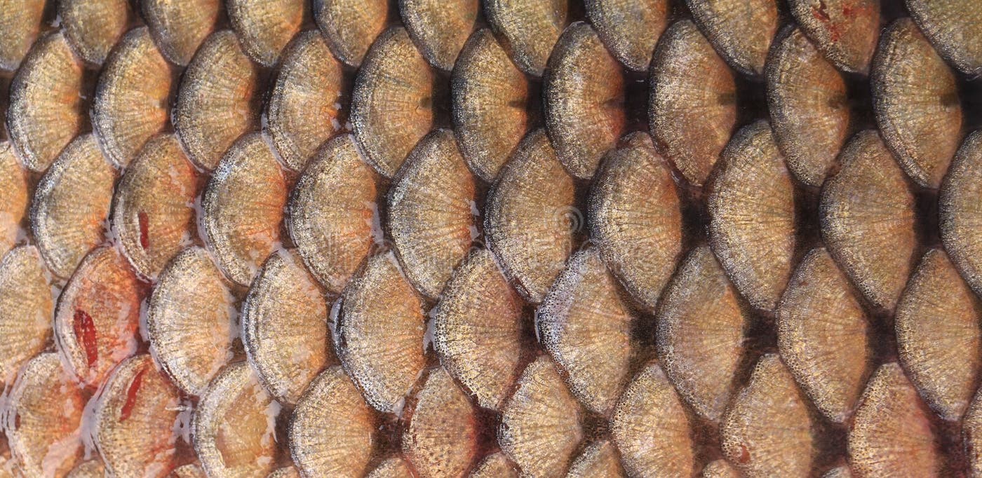 526 Scale Carp Fish Texture Stock Photos - Free & Royalty-Free Stock ...