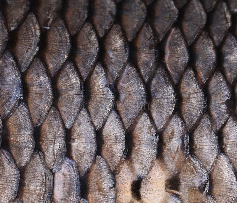 Texture of Fish Scales Close Up. Stock Image - Image of aquarium, metal ...