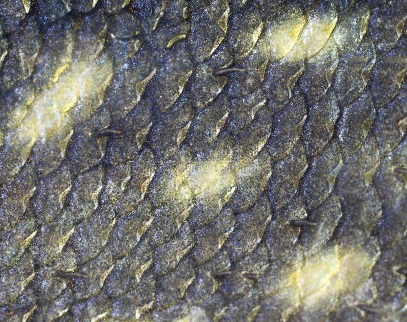 107 Texture Pike Scales Stock Photos - Free & Royalty-Free Stock Photos ...