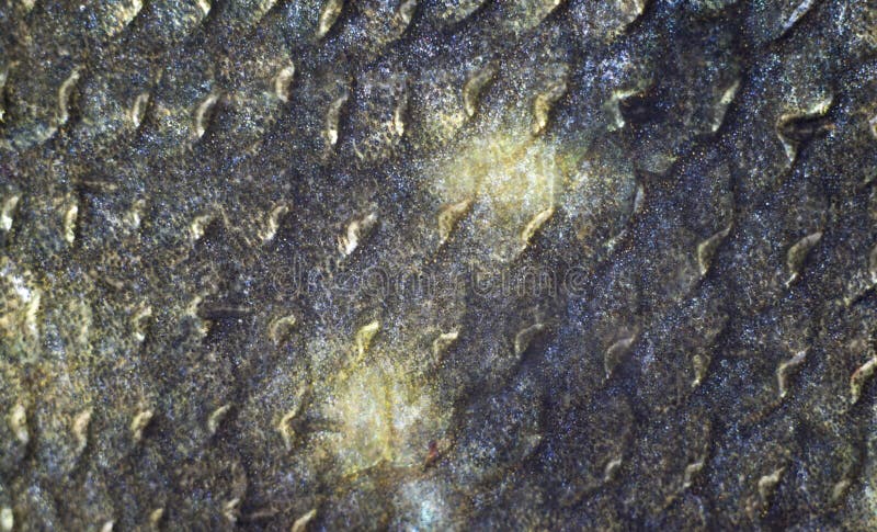 Texture of Fish Scales Close Up. Stock Image - Image of dotted, gold ...
