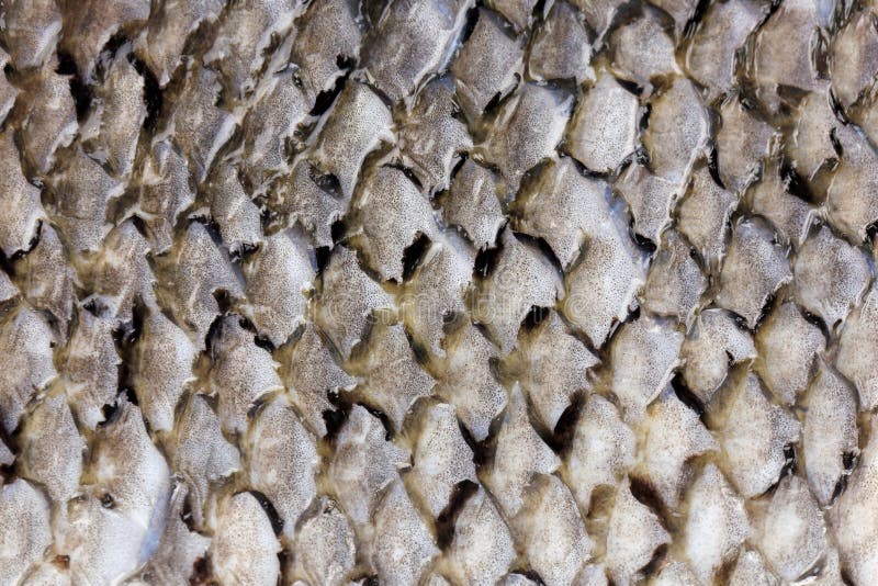 Texture of Fish Skin Close Up. Stock Photo - Image of pattern, creature ...