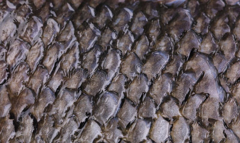 Texture of Fish Skin Close Up. Stock Photo - Image of golden, healthy ...