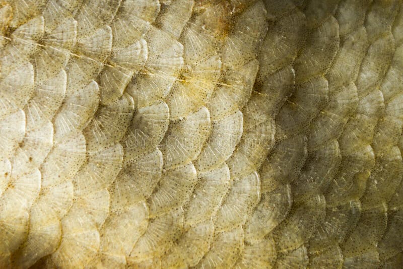 Texture of fish skin stock image. Image of food, protection - 249006633