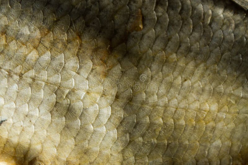 Texture of fish skin stock image. Image of food, healthy - 249006645