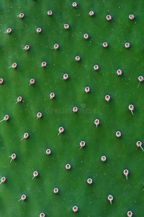 Texture flat cactus stock image. Image of texture, cactus - 41507143