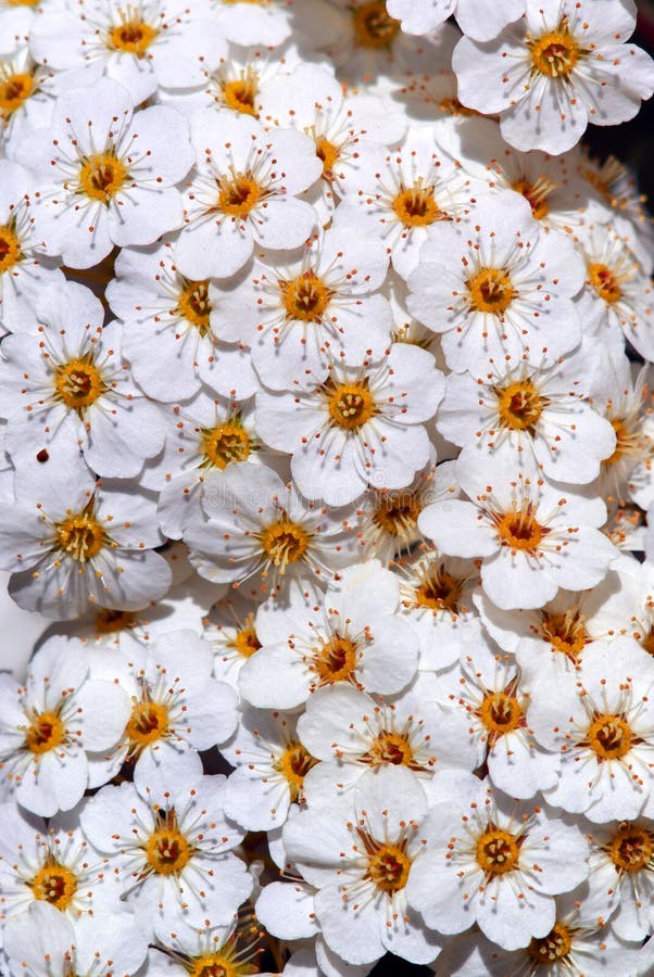 Plum Flowers Pattern II stock image. Image of nature, promise - 704935