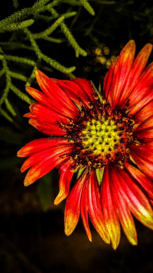 Texture of a Flower stock photo. Image of daisy, leaf - 231411542