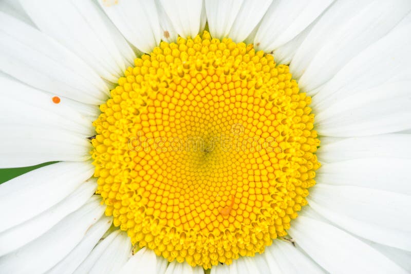 Flower Center Texture