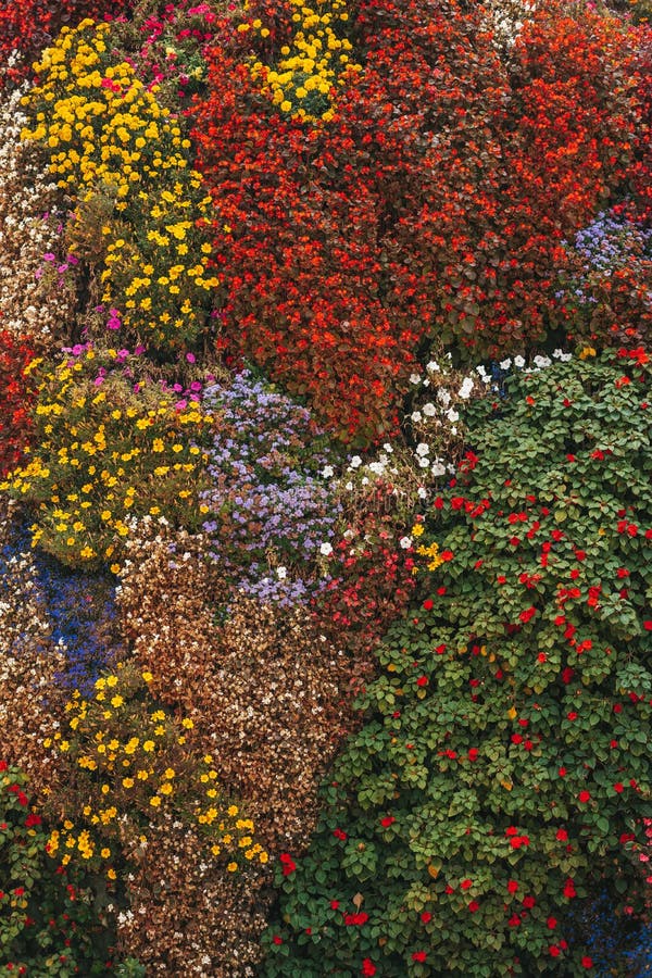 Texture of Flowers of Different Species and Colors Stock Photo - Image ...