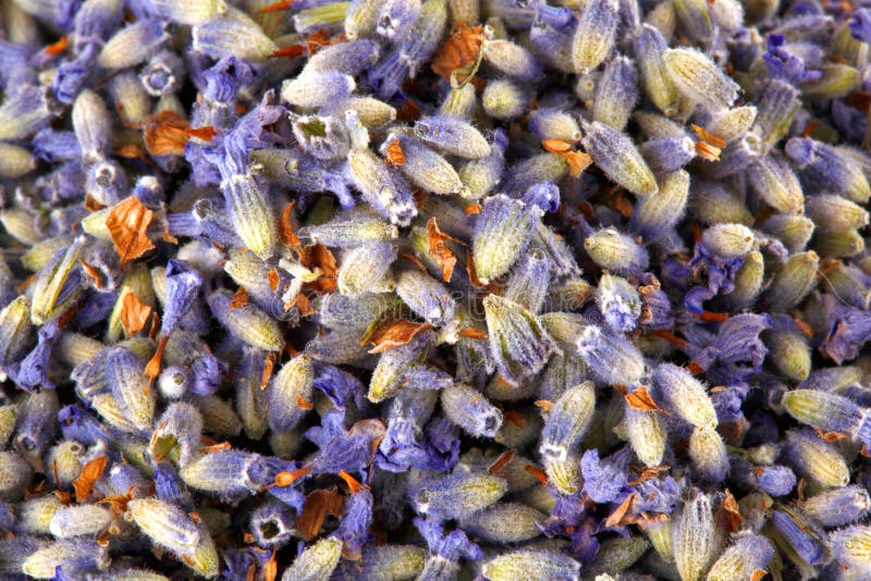 Texture of Flowers of Lavender Stock Image - Image of fresh, hygiene ...