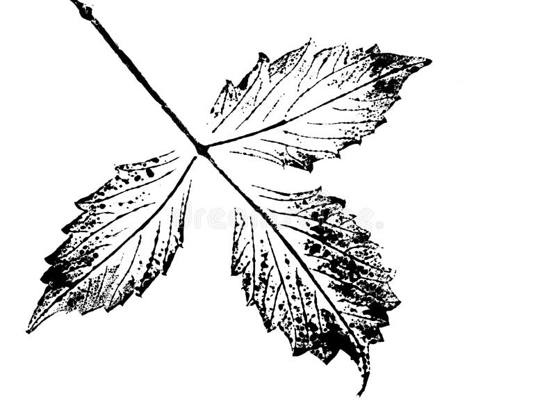 Leaf Texture Imprint on White Paper Stock Illustration - Illustration ...
