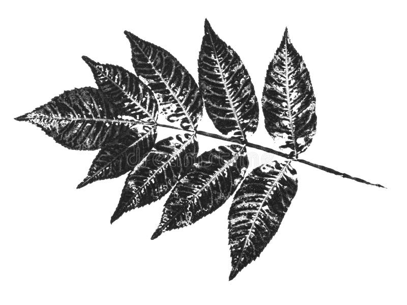 Foliage Imprint Stock Illustrations – 2,113 Foliage Imprint Stock ...