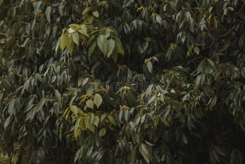 The Texture of Foliage. Nature Concept. Stock Photo - Image of park ...