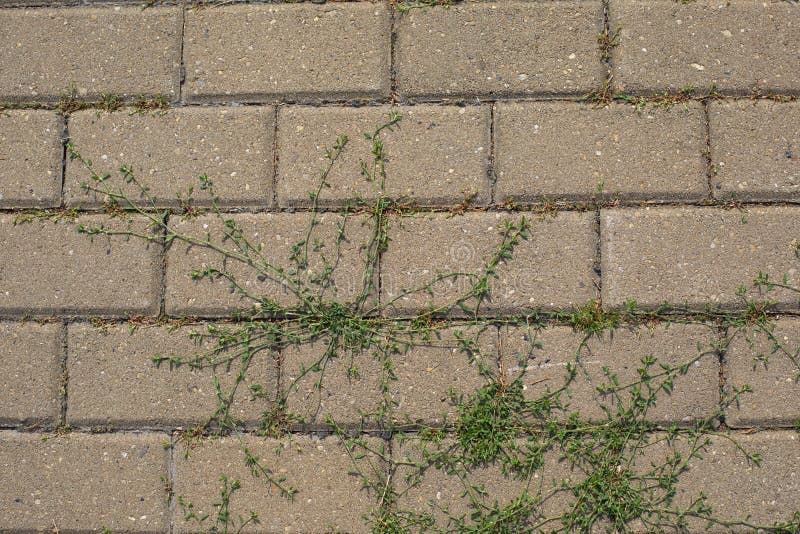 The Texture of the Footpath Paved with Rectangular Stones, Green Grass ...