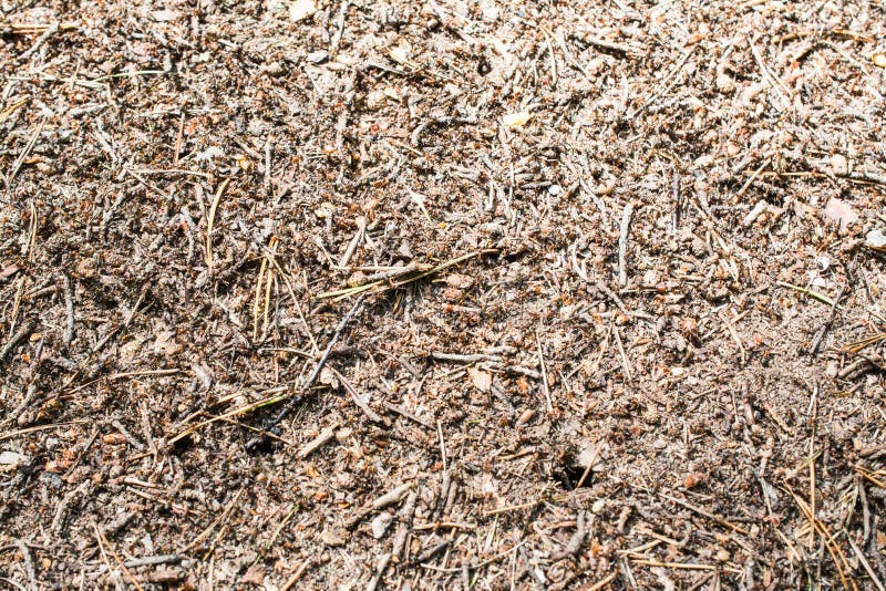 Texture of Anthill with Many Black-red Ants Stock Image - Image of ...