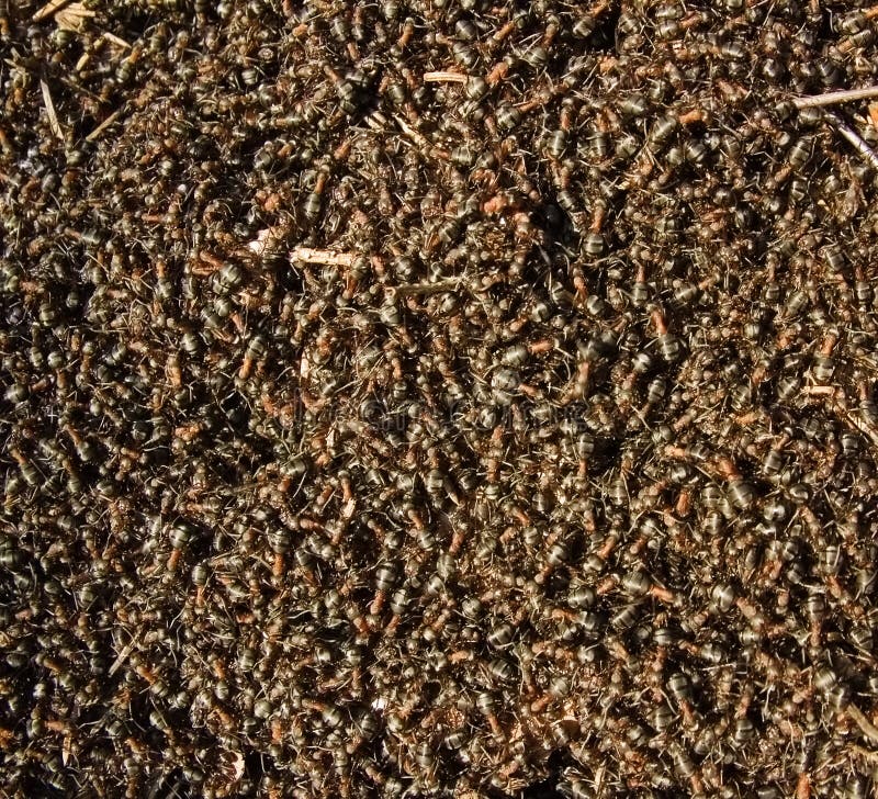 Texture from forest ants stock image. Image of structure - 2871405