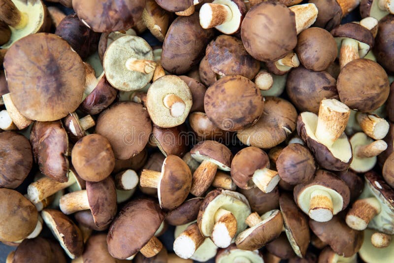 Texture of Forest Mushrooms Stock Photo - Image of delicacy, pattern ...