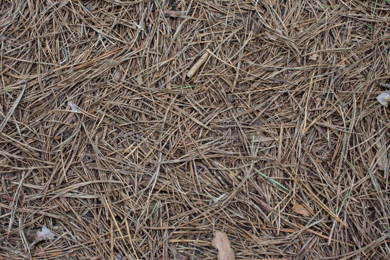 Texture of Forest Ground Covered in Pine Needles Stock Photo - Image of ...