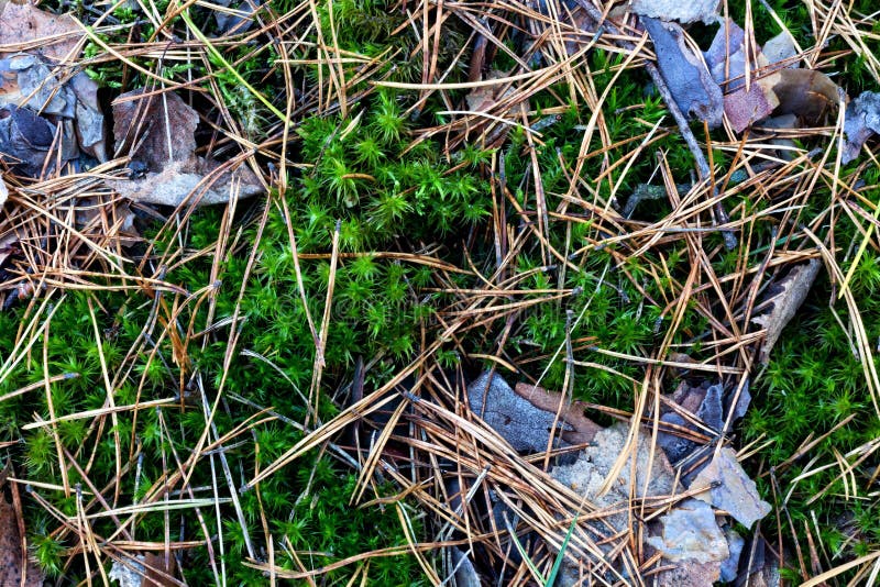 The Texture of the Forest Trail. Moss, Fallen Needles and Leaves Stock ...