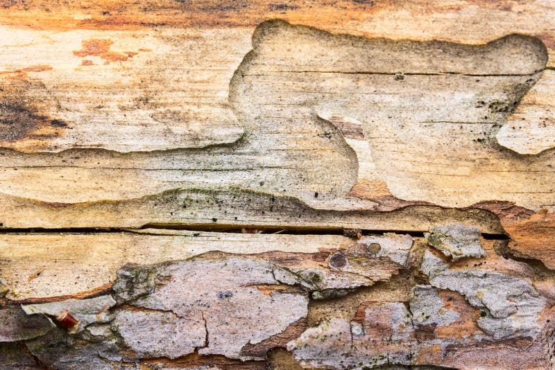 Texture of a Forest Tree Closeup Stock Image - Image of colorful, peel ...