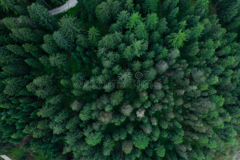 Texture of Forest View from Above, Aerial Top View Forest, Panoramic ...