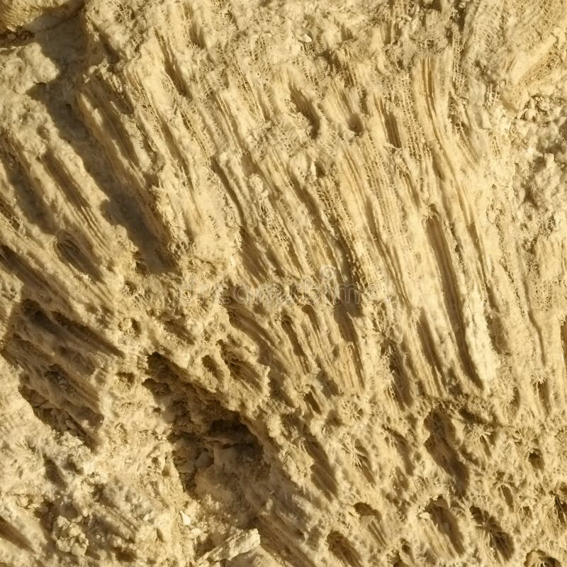Texture Formed by the Corals in Coastal Limestone. Stock Image - Image ...