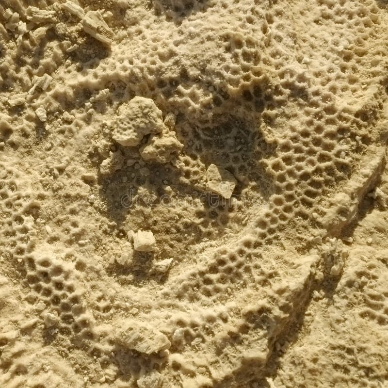 Texture Formed by the Corals in Coastal Limestone. Stock Image - Image ...